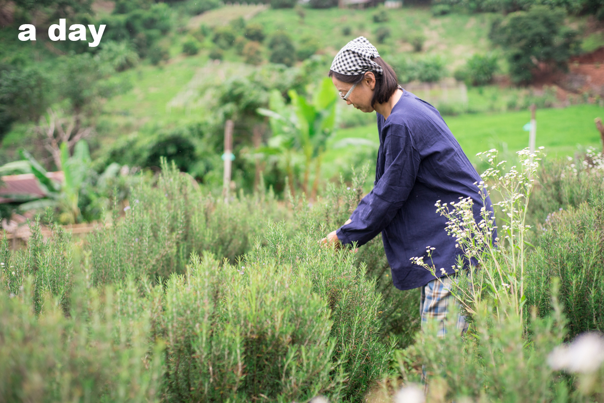 Mori Natural Farm บ้านเล็กในป่าใหญ่สไตล์ญี่ปุ่นที่สร้างจากไม้ล้านนาแต๊ๆ ...