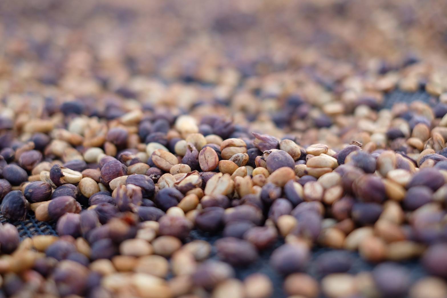 Anna Coffee Micro Roasters ร้านกาแฟของผู้บ่าวเชียงใหม่และผู้สาวอุบลฯ