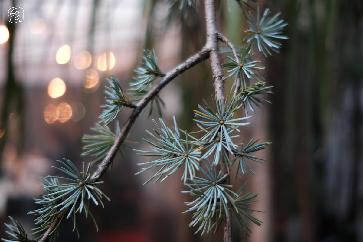 Plant Hunter หนุ่มญี่ปุ่นผู้ออกผจญภัยไปตามหาต้นไม้หายากจากทั่วโลก