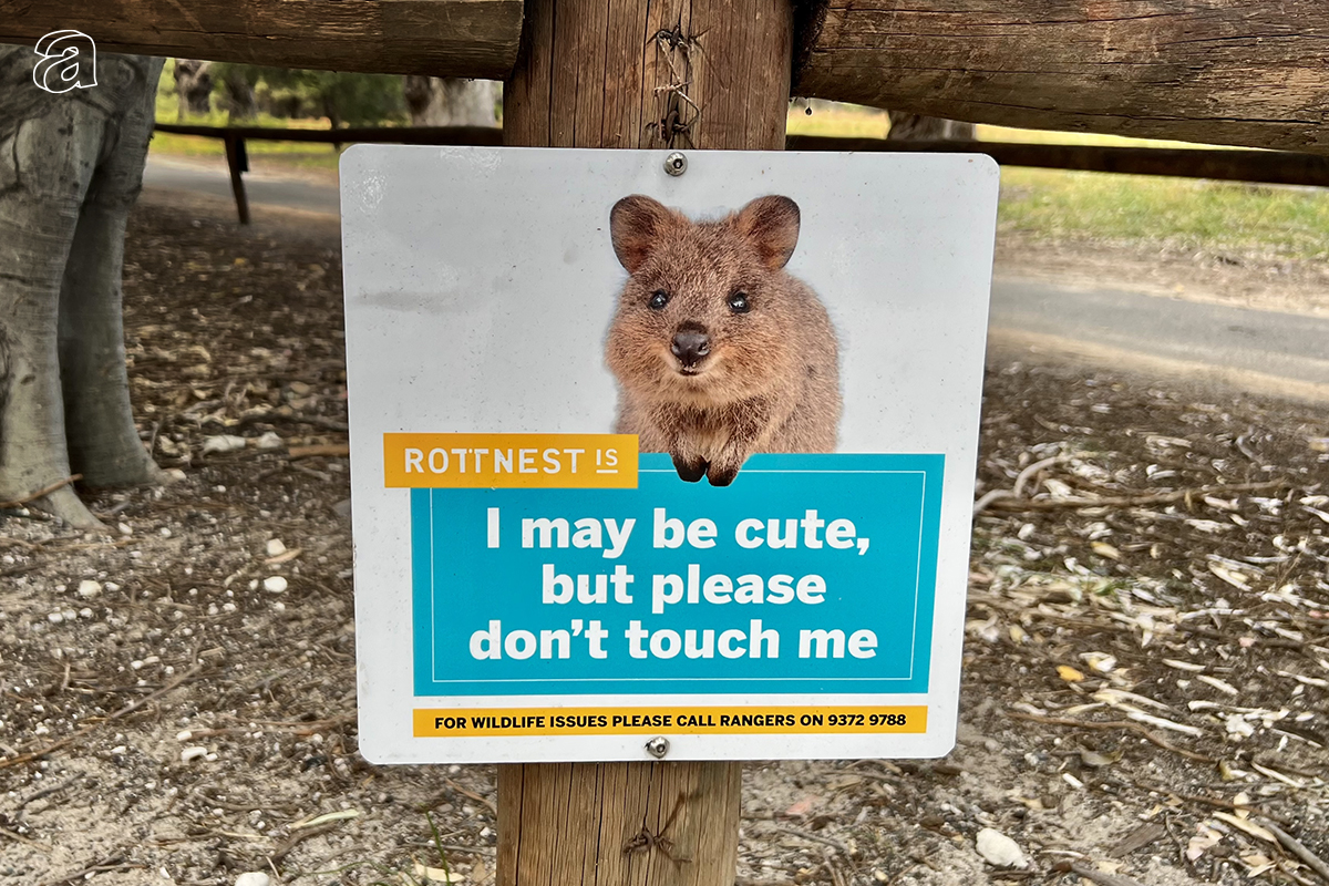 เซลฟี่กับน้องควอกก้า เริงร่าบนเกาะ Rottnest Island » a day magazine